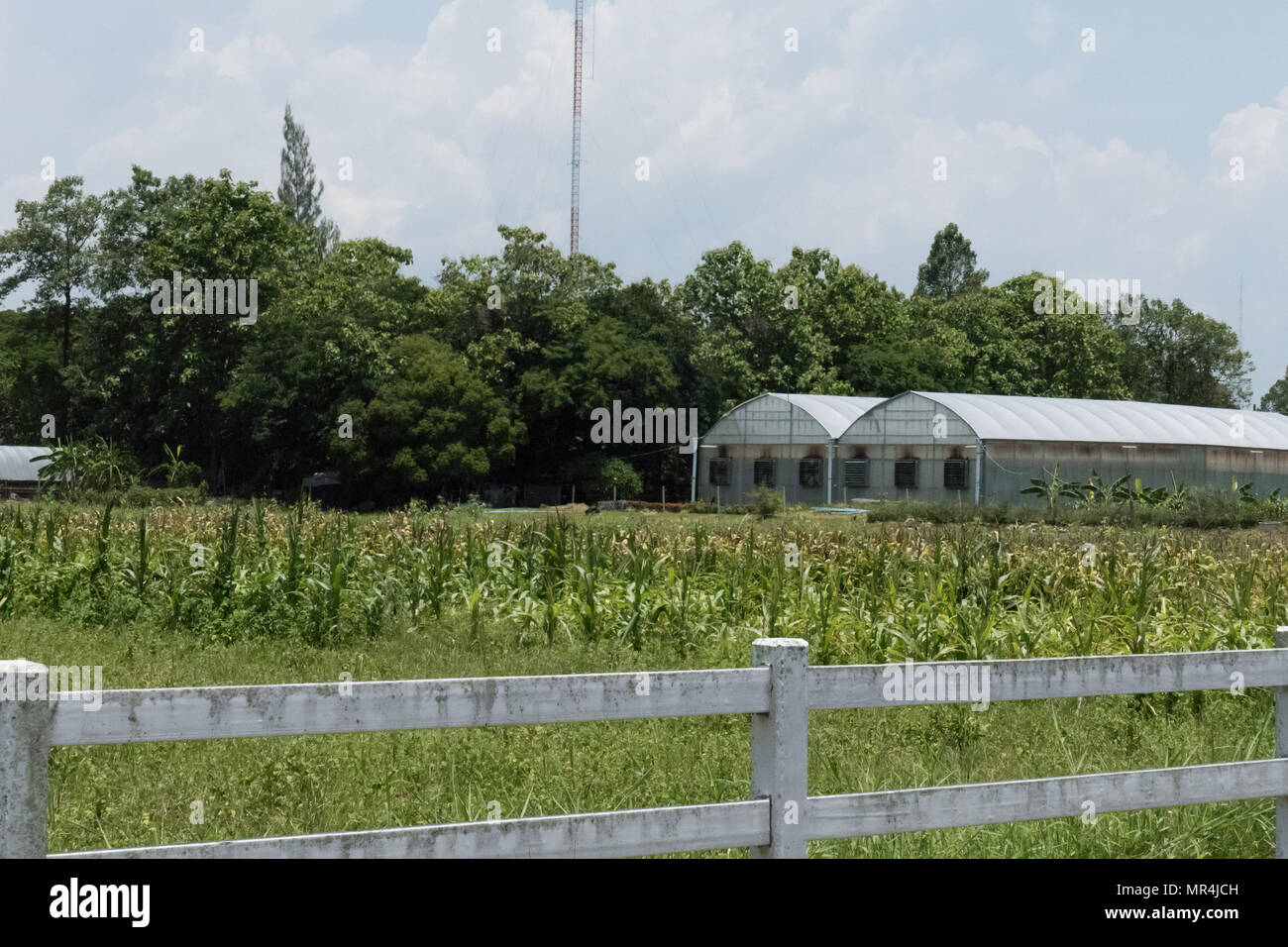 plant nursery green house in farmland Stock Photo - Alamy