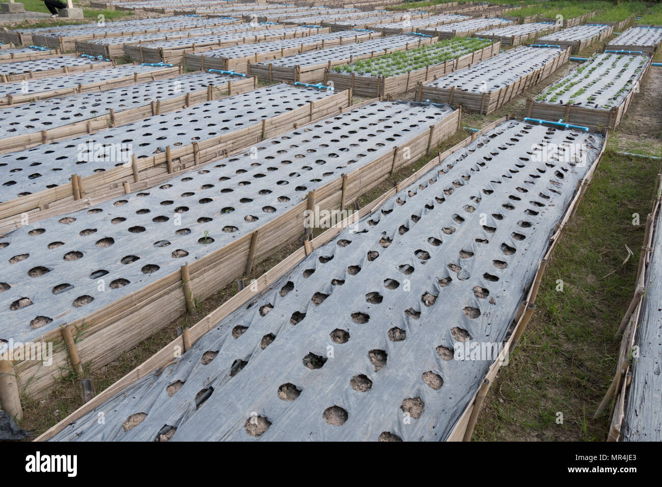 fertile agricultural field for planting organic vegetable crop in farm ...