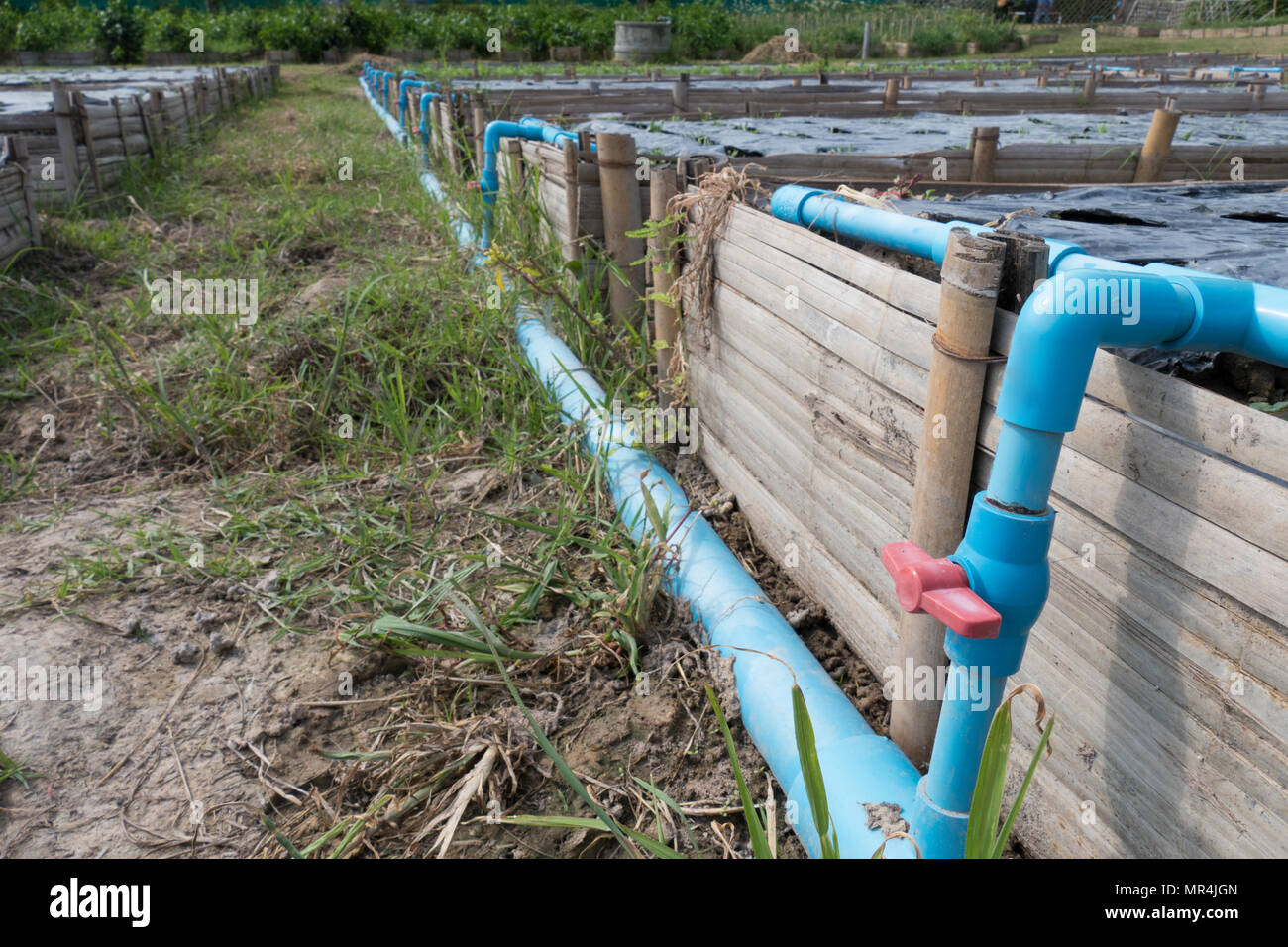 water system in fertile agricultural field for planting organic ...