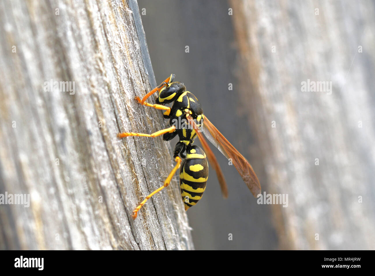 Tree wasp, or paper wasp very close up stripping wood from garden ...