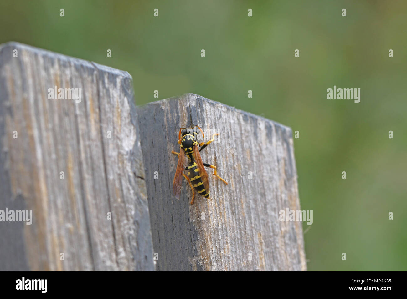 Tree wasp, or paper wasp very close up stripping wood from garden ...