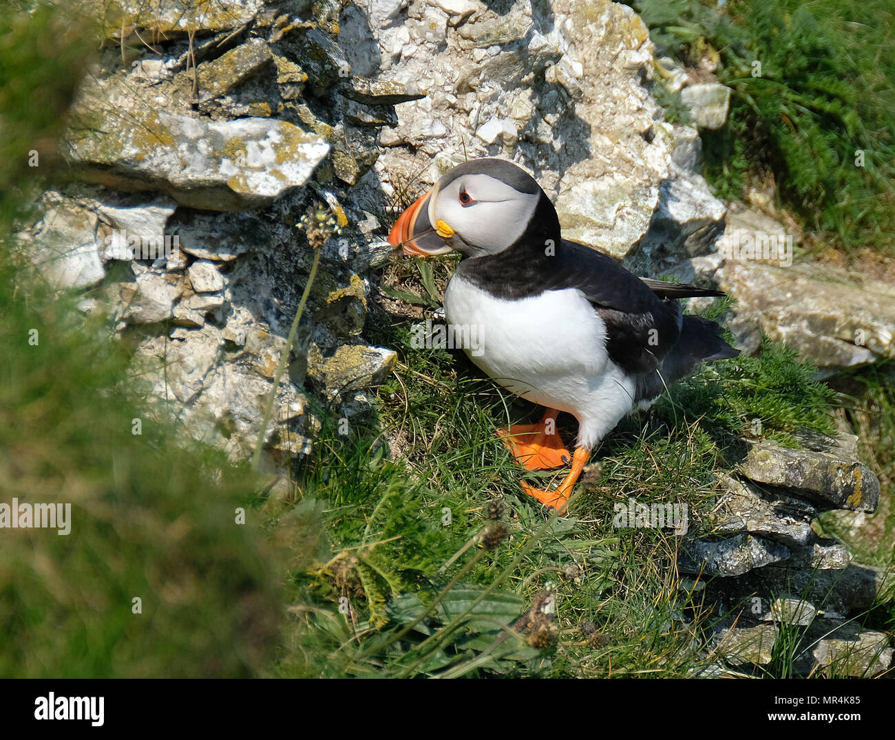 Puffins nesting on the high chalk cliffs at Bempton in East Yorkshire ...