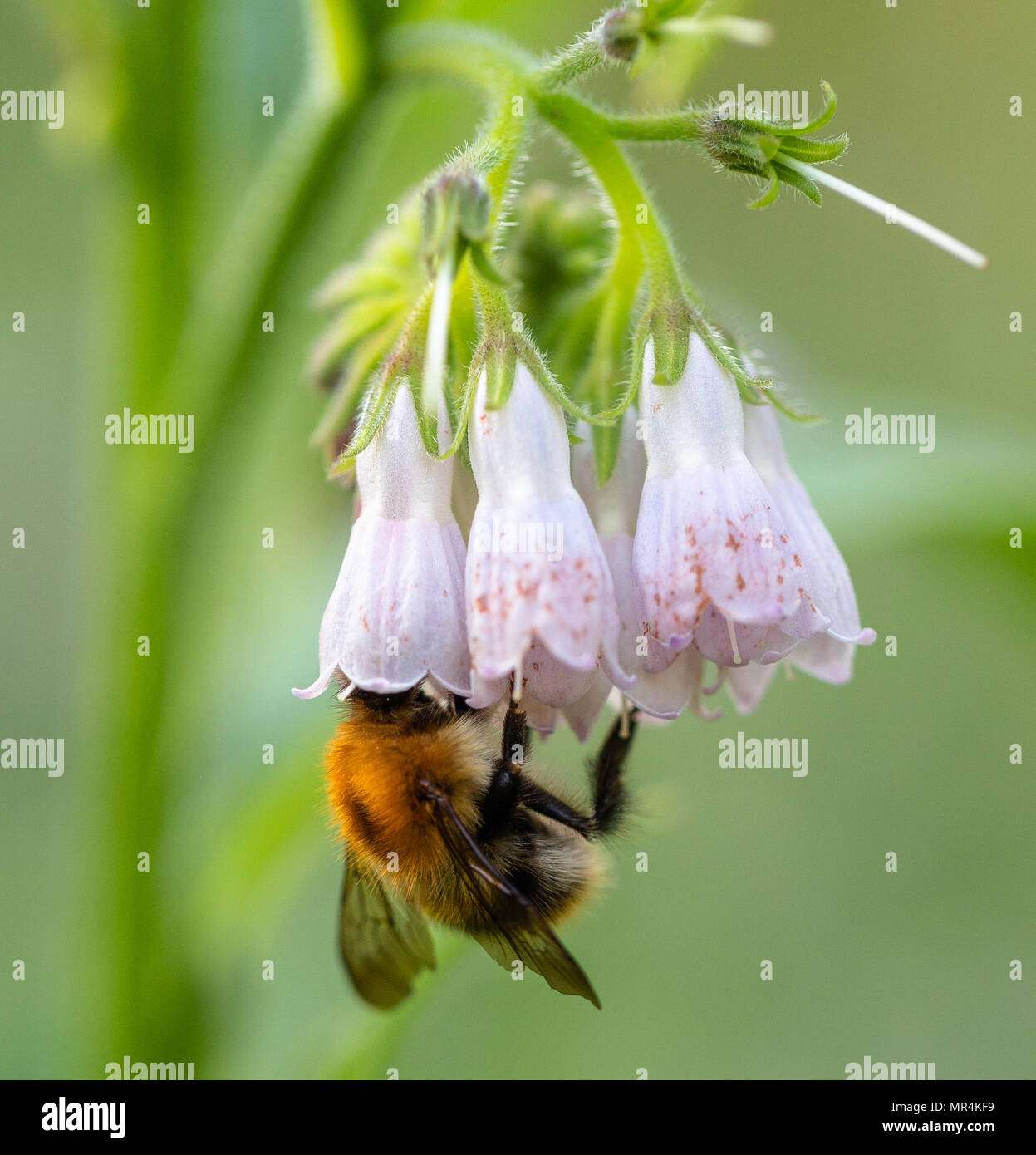 Nature Birds and Bees Stock Photo - Alamy