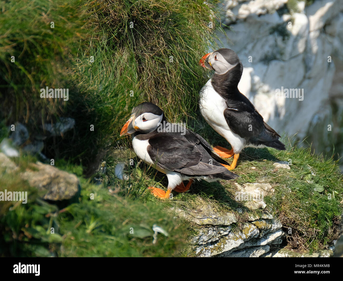 Puffins nesting on the high chalk cliffs at Bempton in East Yorkshire ...