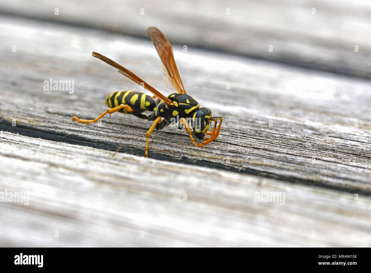 Dolichovespula sylvestris wood hi-res stock photography and images - Alamy