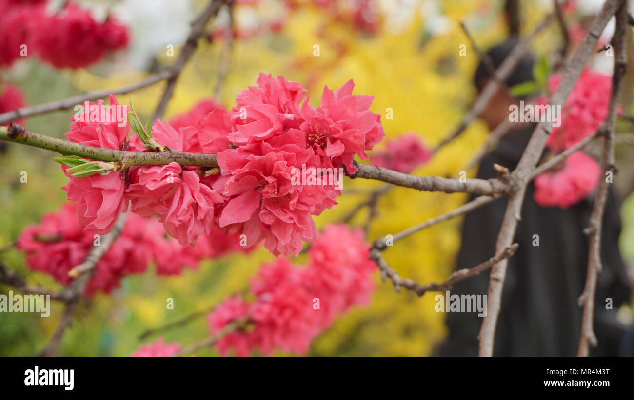 This Image is of flowers of a huge Garden in Kashmir, India, The ...