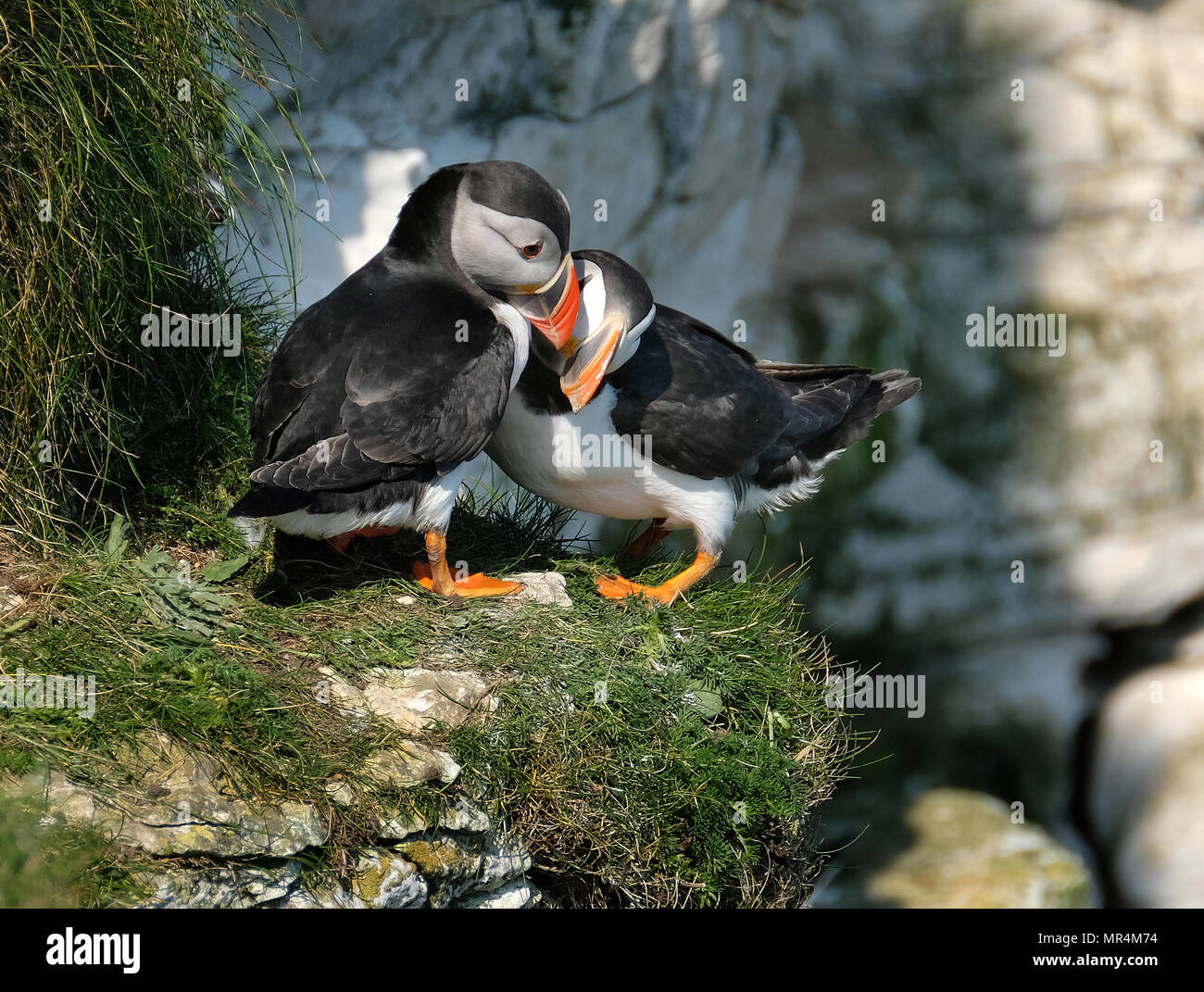 Puffins nesting on the high chalk cliffs at Bempton in East Yorkshire ...