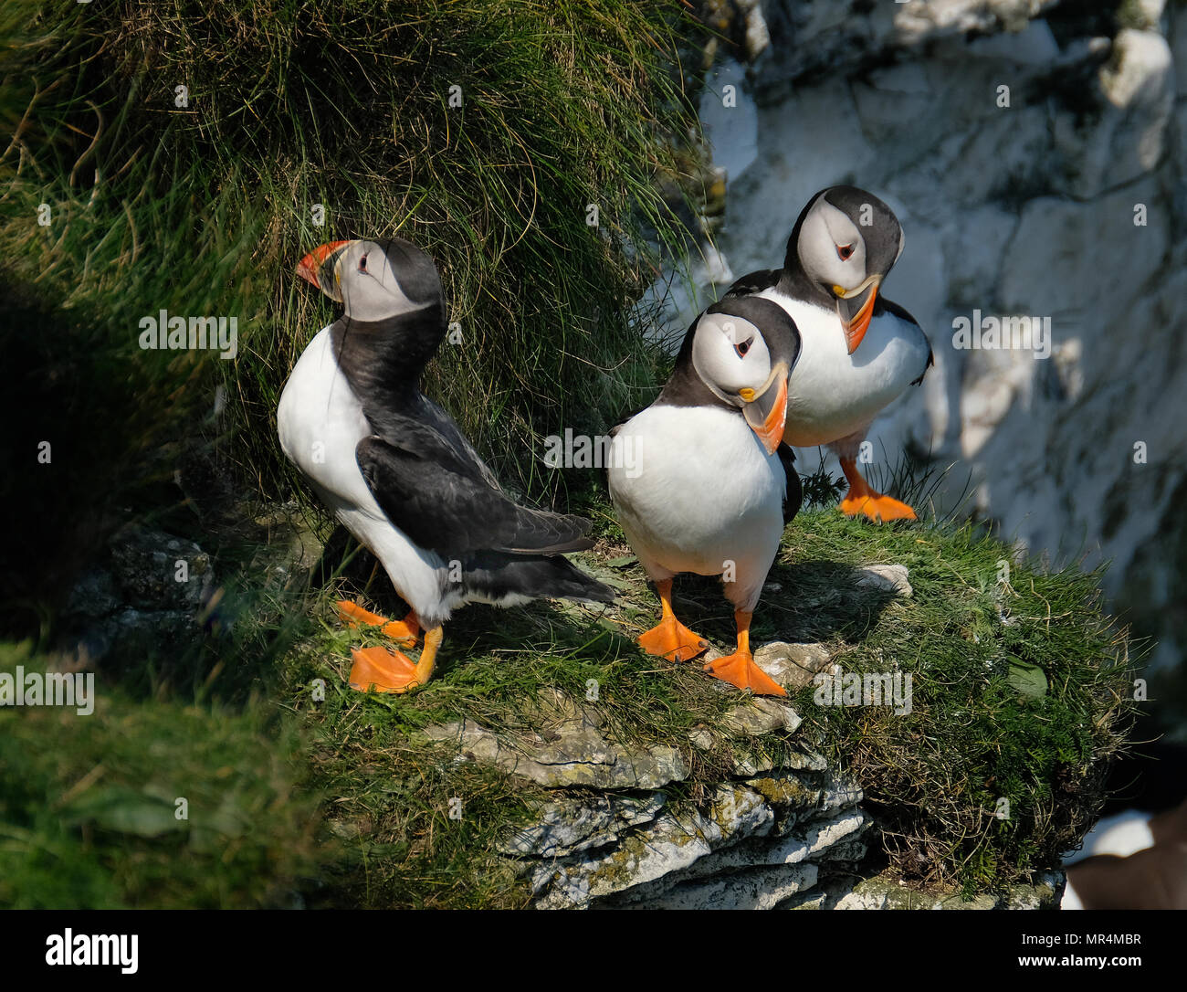 Puffins nesting on the high chalk cliffs at Bempton in East Yorkshire ...