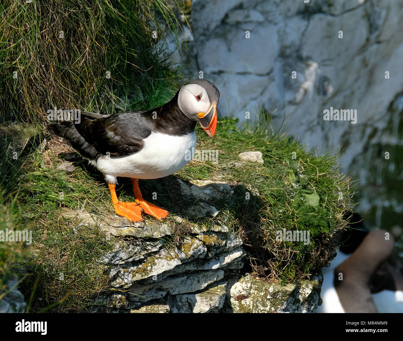 Puffins nesting on the high chalk cliffs at Bempton in East Yorkshire ...