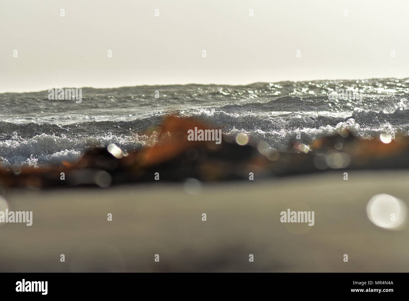 Seaweed and Surf Stock Photo - Alamy