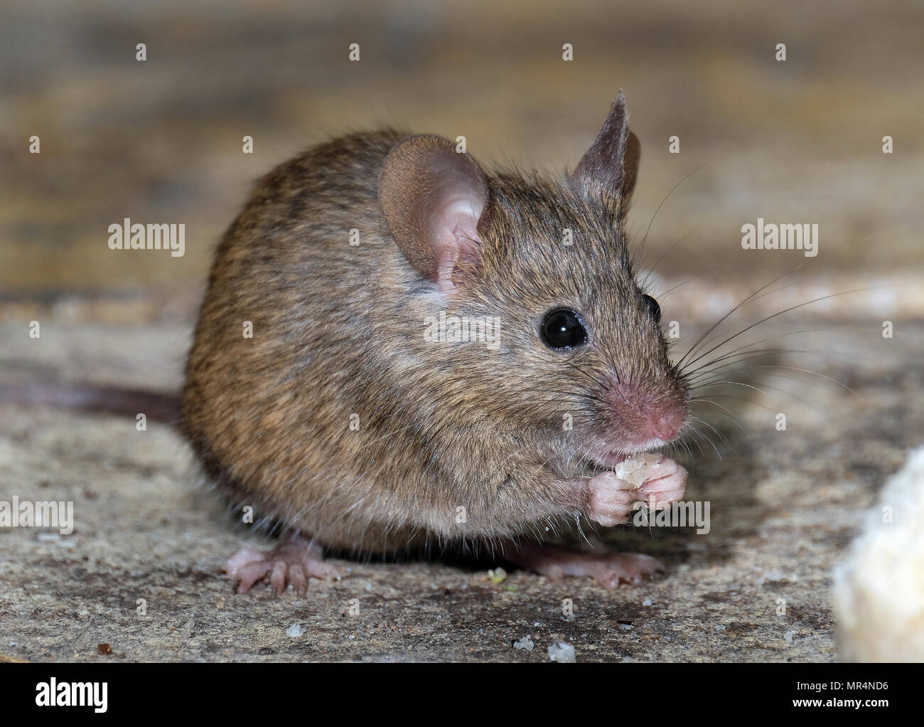 Mice feeding and hiding in urban house garden Stock Photo - Alamy