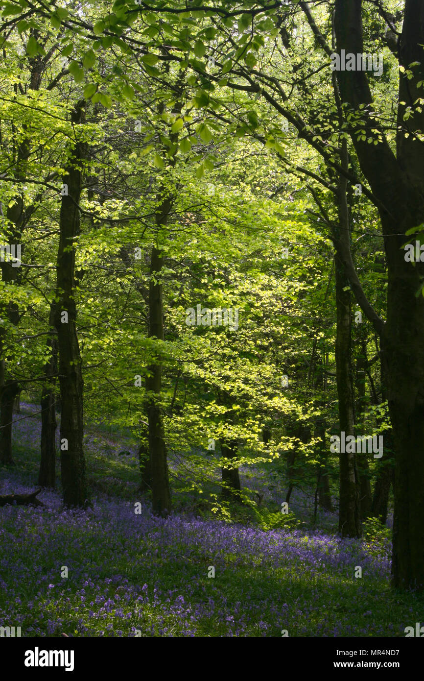 Bluebells in full flower in a beech woodland at the Wenallt in Rhiwbina ...