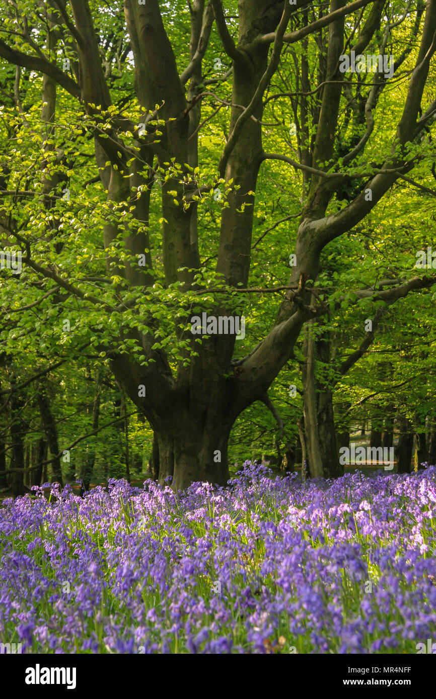 Bluebells in full flower in a beech woodland at the Wenallt in Rhiwbina ...