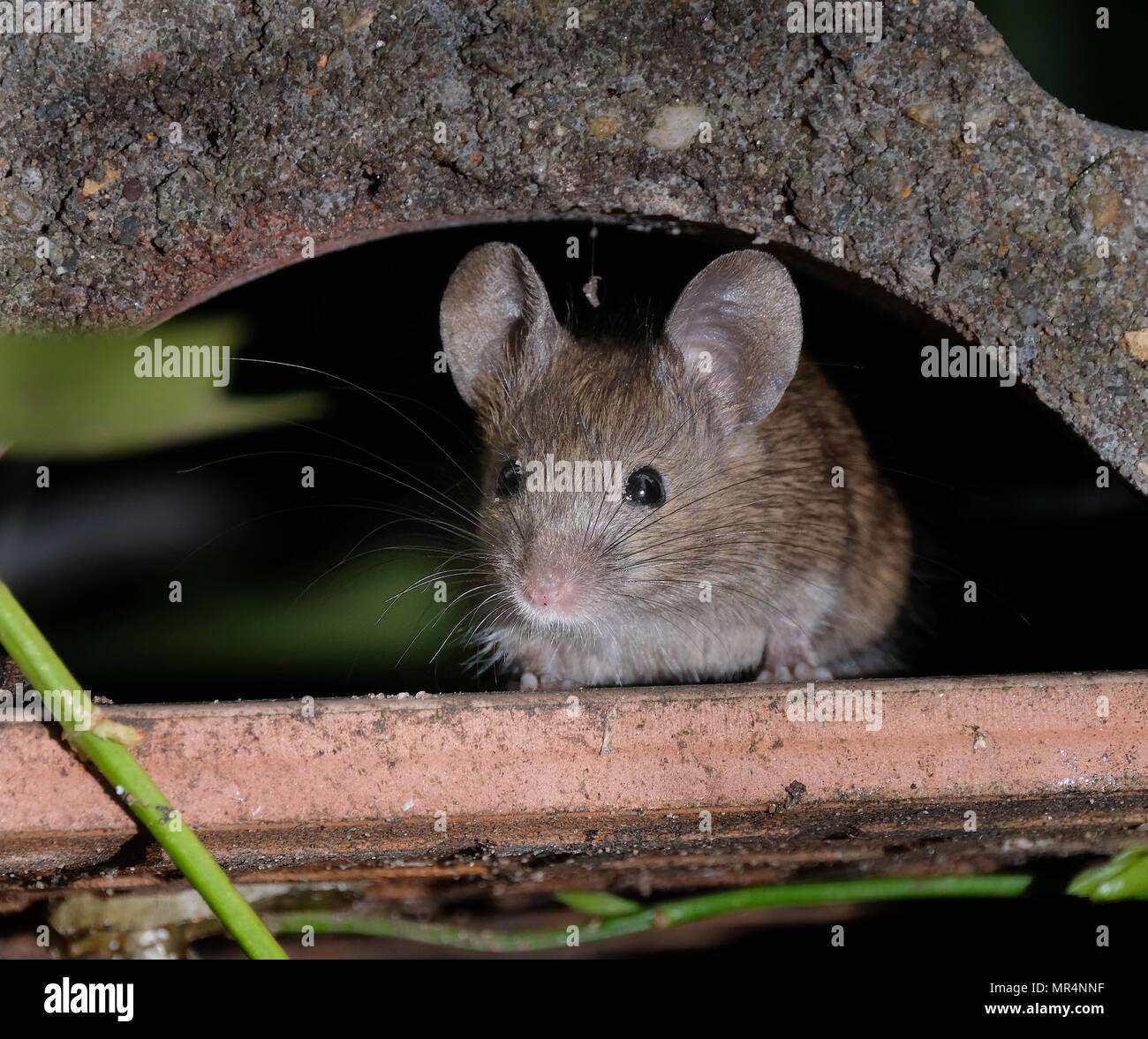 Mice feeding and hiding in urban house garden Stock Photo - Alamy