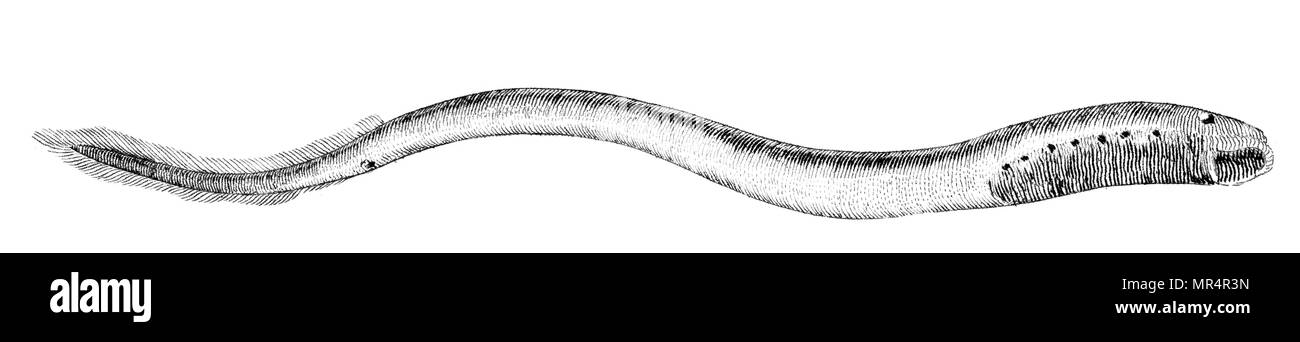 Petromyzon Black and White Stock Photos & Images - Alamy