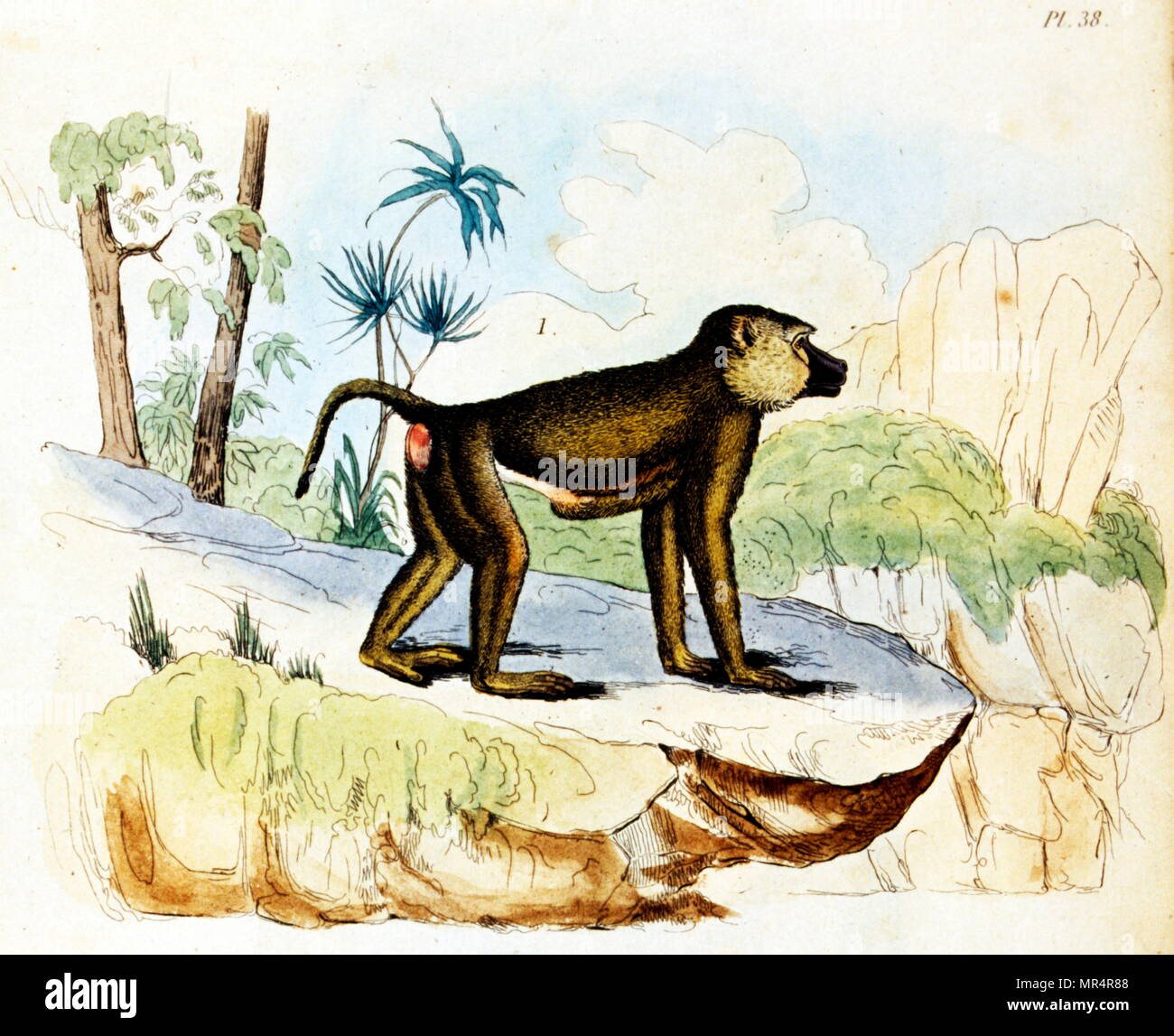 French, Coloured illustration, dated circa 1884, depicting a baboon ...