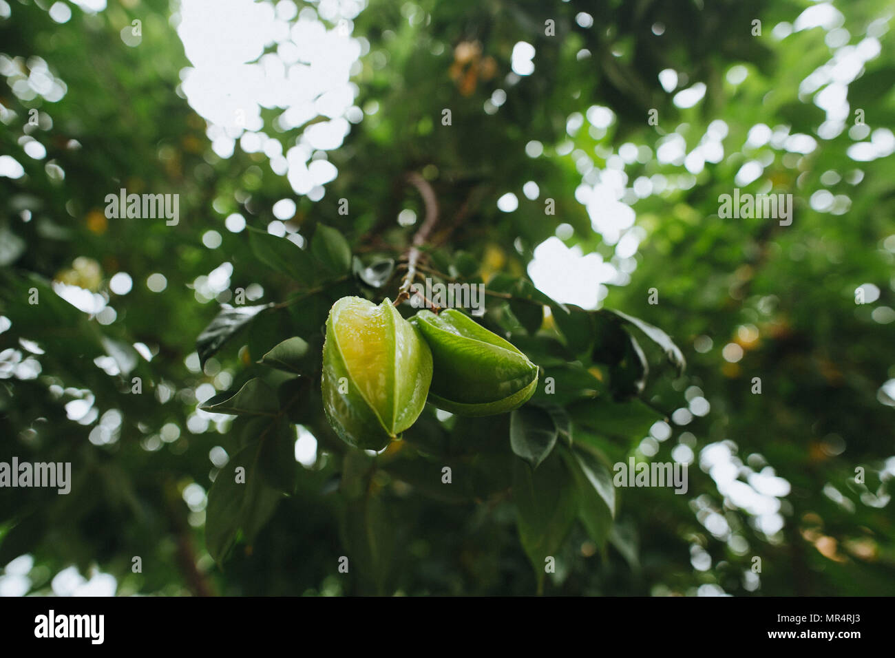 close-up view of green carambola fruit growing on tree, Hoi An, Vietnam ...