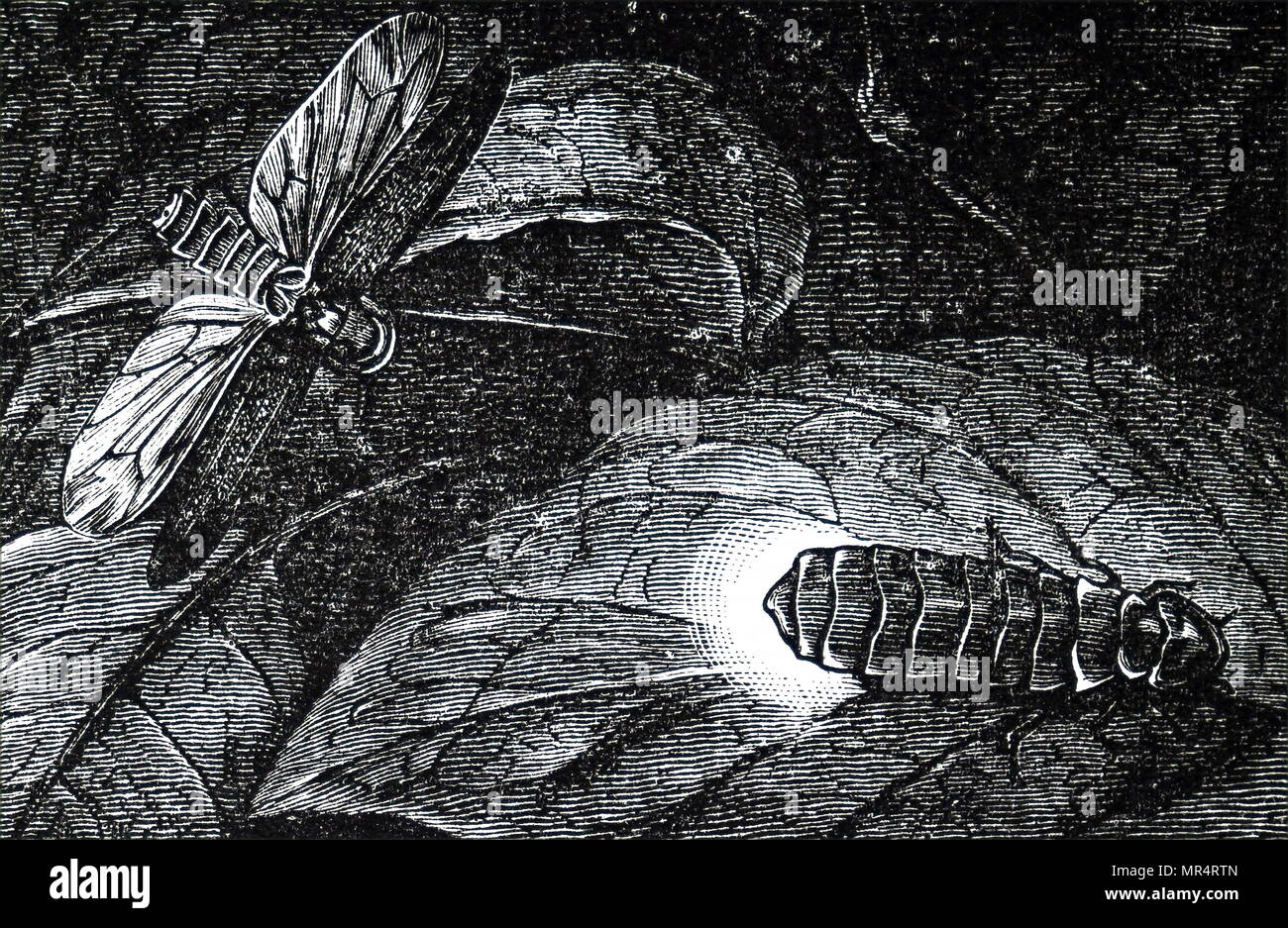 Engraving depicting glowworms. Glowworm is the common name for various ...