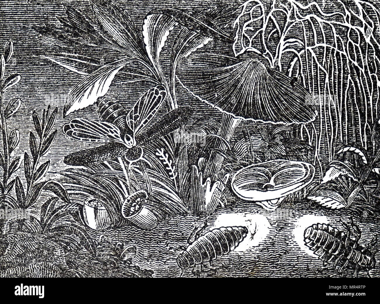Engraving depicting glowworms. Glowworm is the common name for various ...