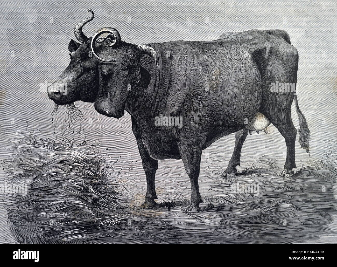 Cow accident hi-res stock photography and images - Alamy