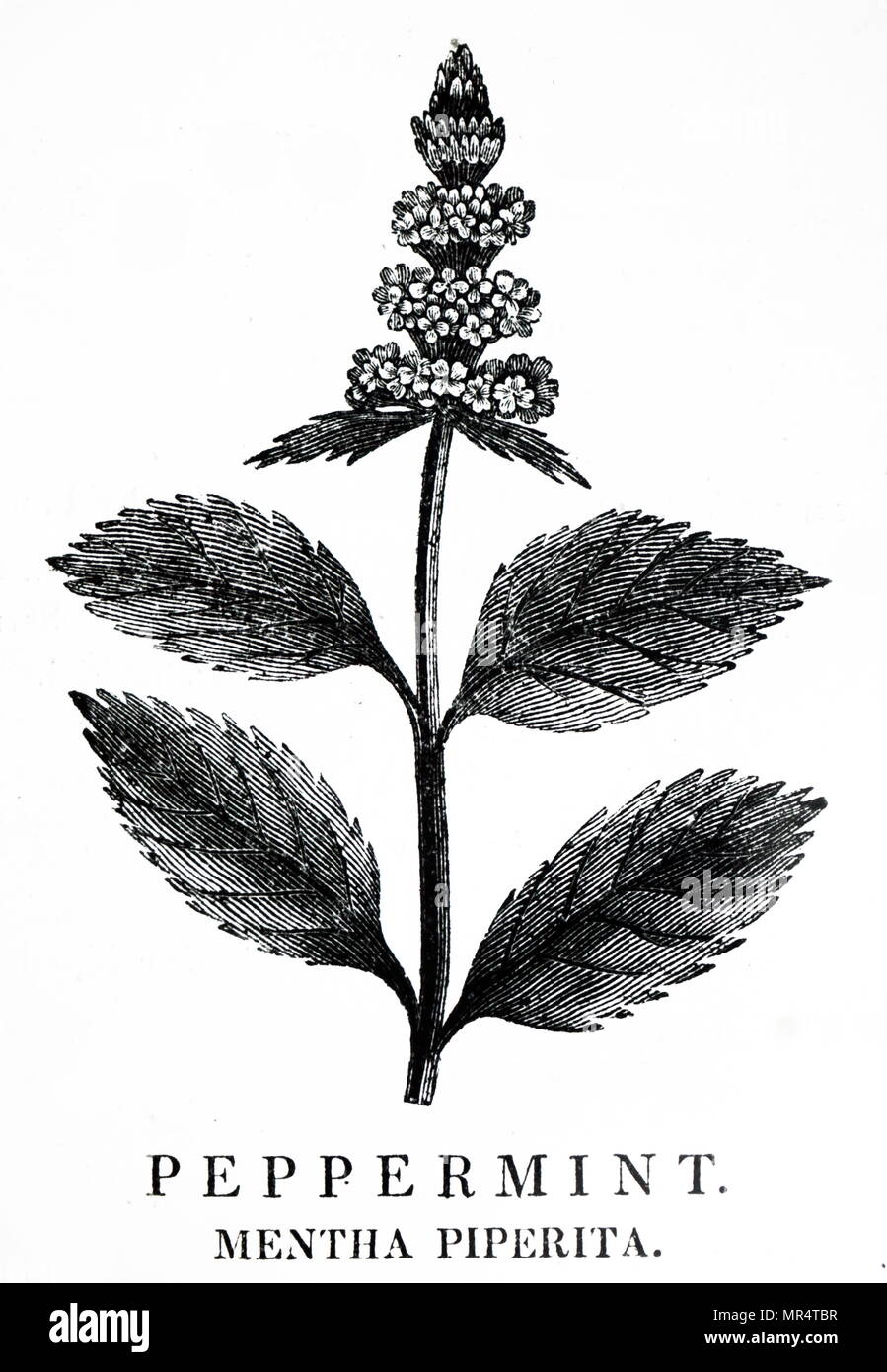 Engraving depicting a sample of Peppermint, a hybrid mint, a cross ...