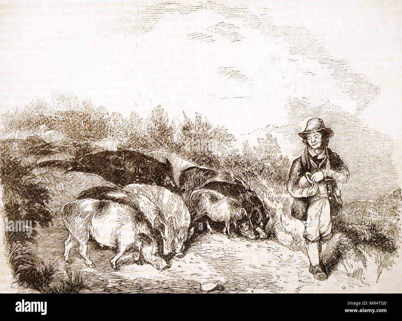 Pigs driver hi-res stock photography and images - Alamy