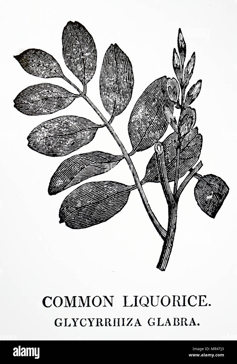 Parts of a plant illustration hi-res stock photography and images - Alamy