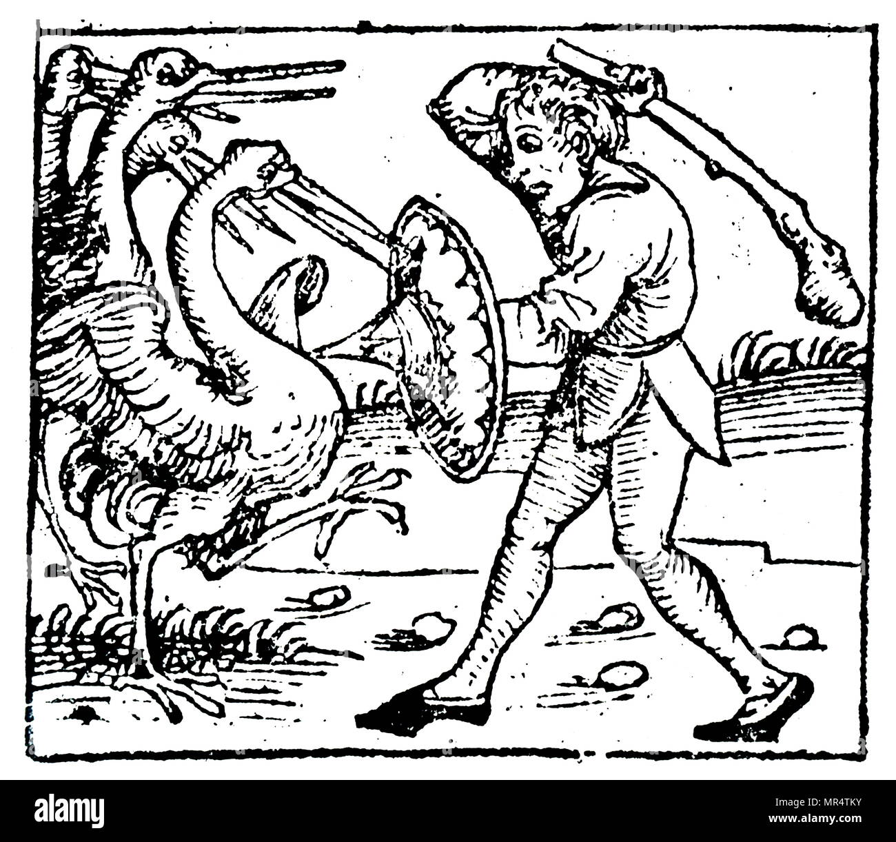 Woodblock engraving depicting a man with a club fending off large birds ...