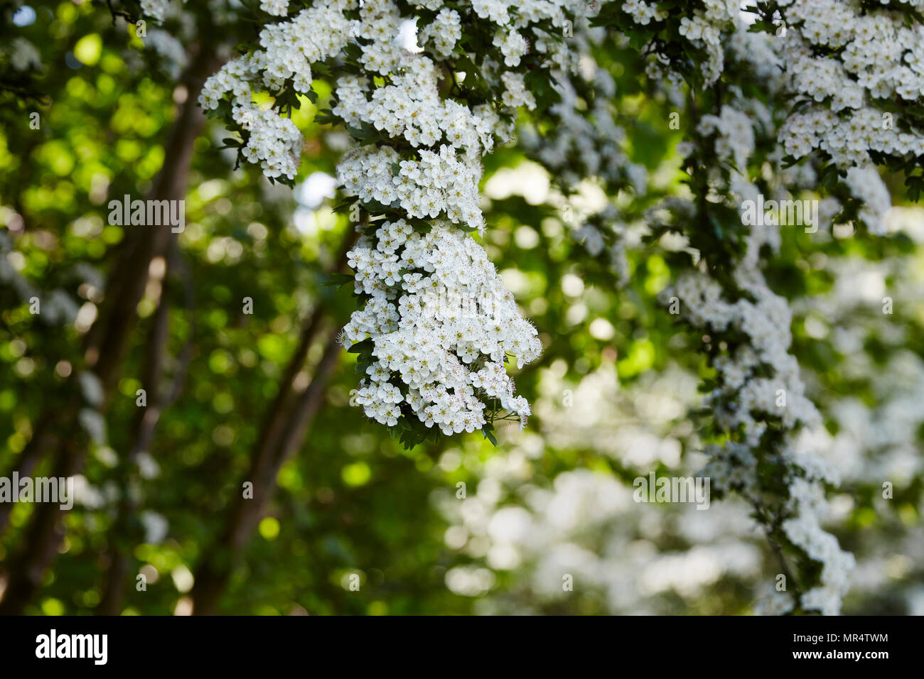 Hawthorn tree garden hi-res stock photography and images - Alamy