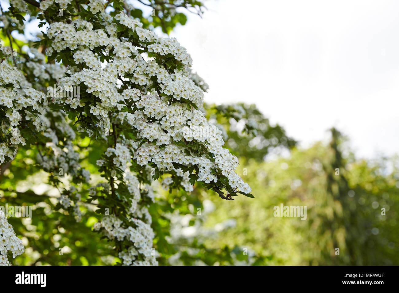Hawthorn tree garden hi-res stock photography and images - Alamy