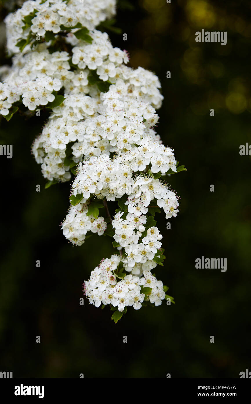 Hawthorn tree garden hi-res stock photography and images - Alamy