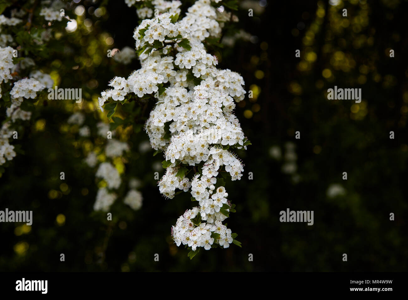 Hawthorn tree garden hi-res stock photography and images - Alamy