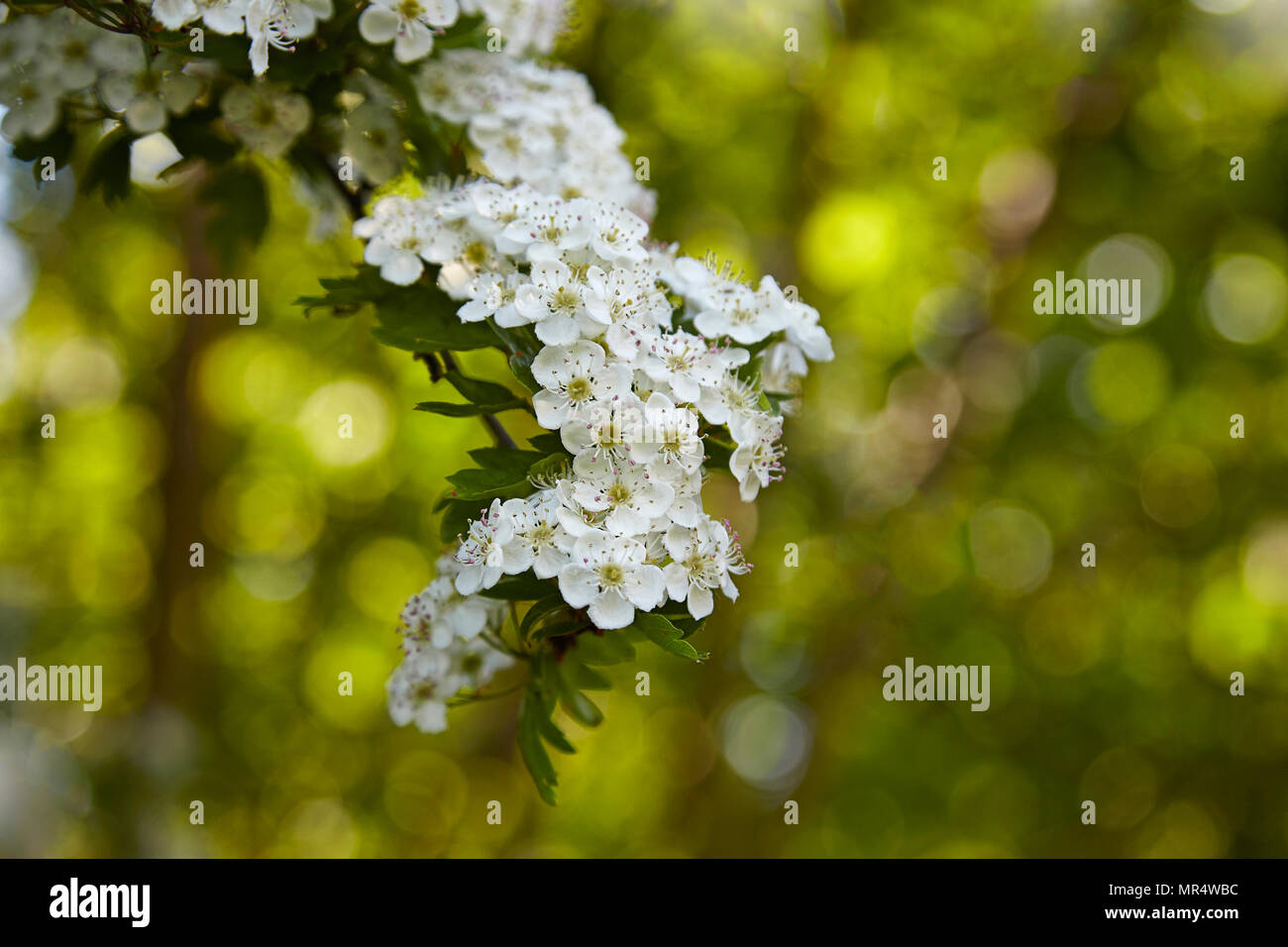 Hawthorn tree garden hi-res stock photography and images - Alamy