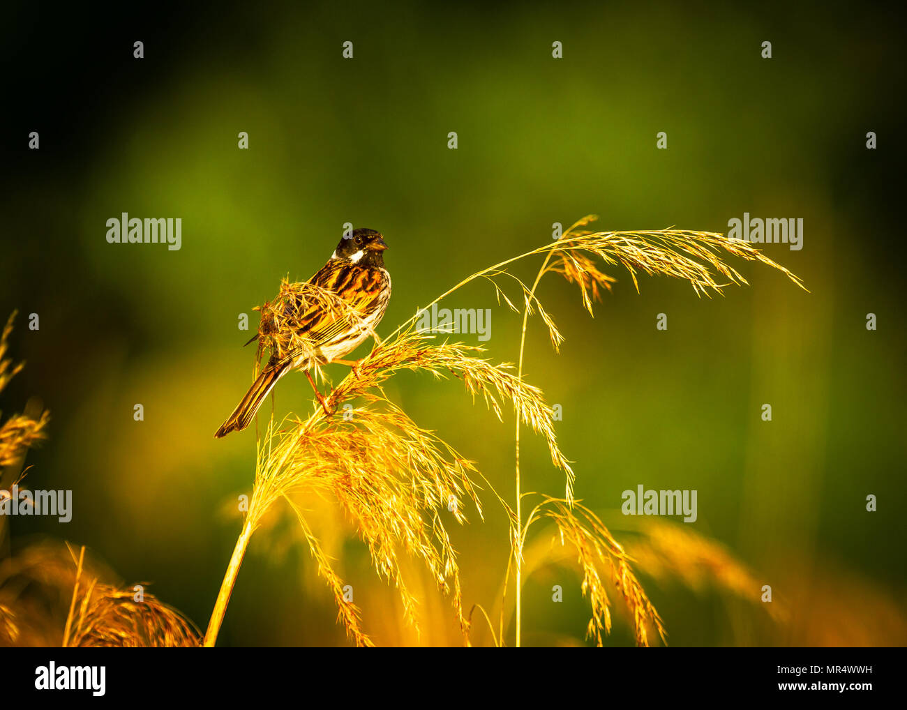 Pickmere lakeland birds hi-res stock photography and images - Alamy