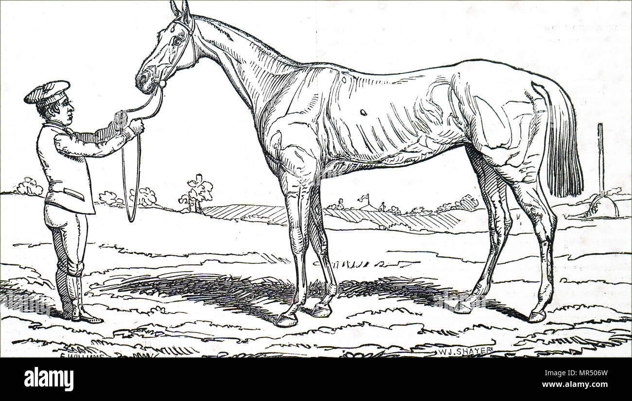 Illustration depicting a winning racehorse called 'The Princess'. Dated ...
