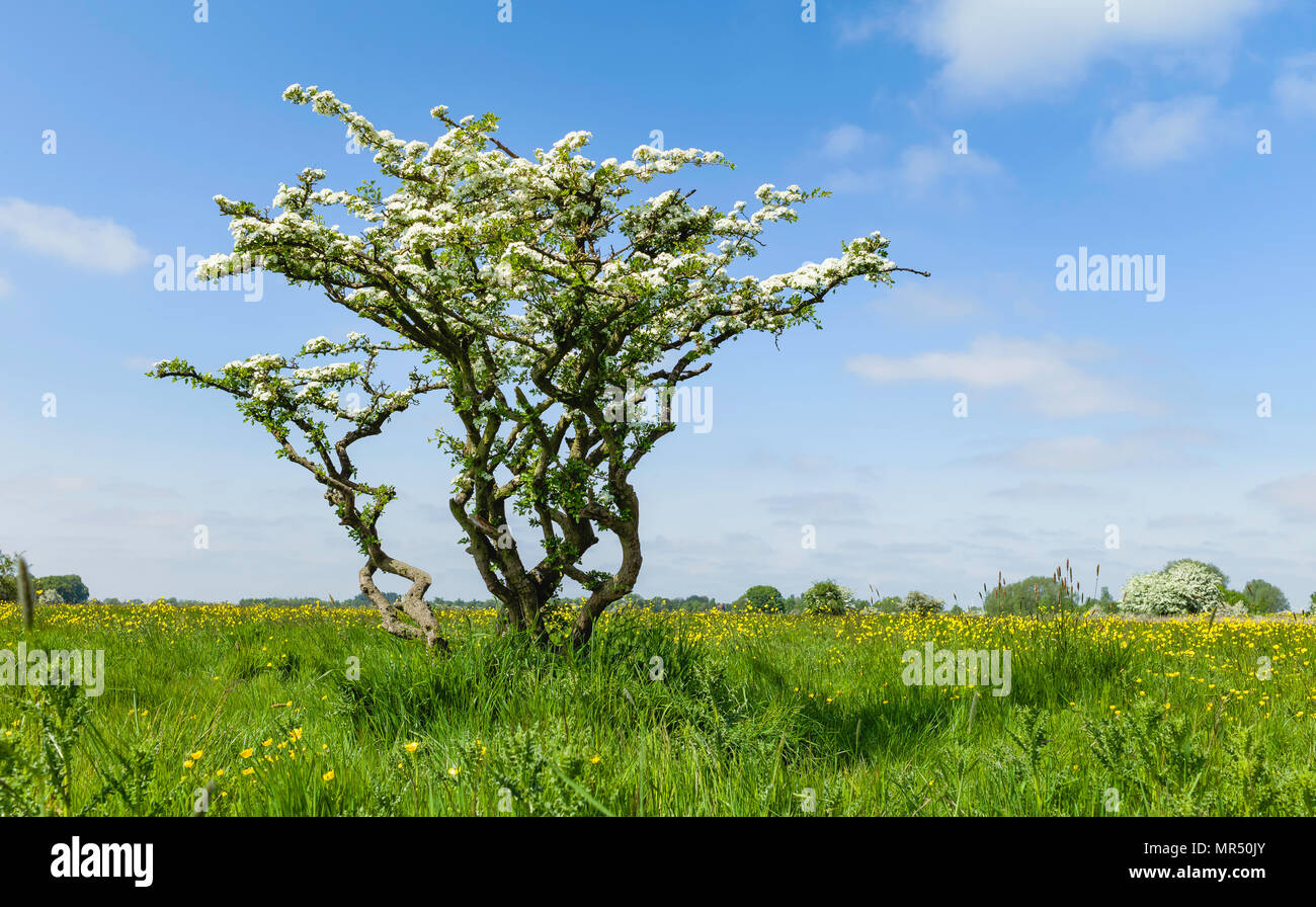 Beverley bloom hi-res stock photography and images - Alamy