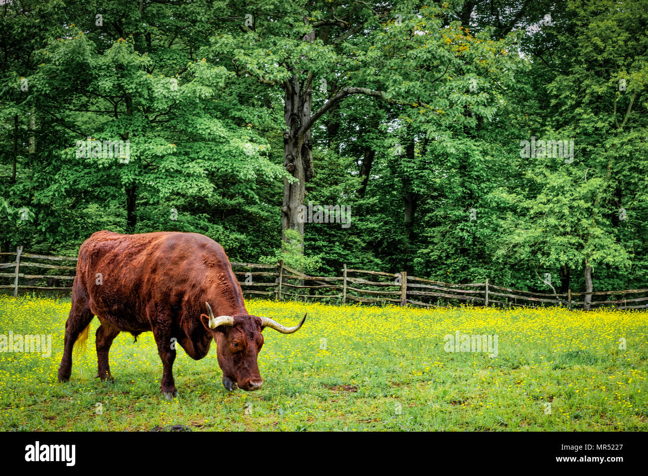 Bull and cow on the meadow hi-res stock photography and images - Alamy