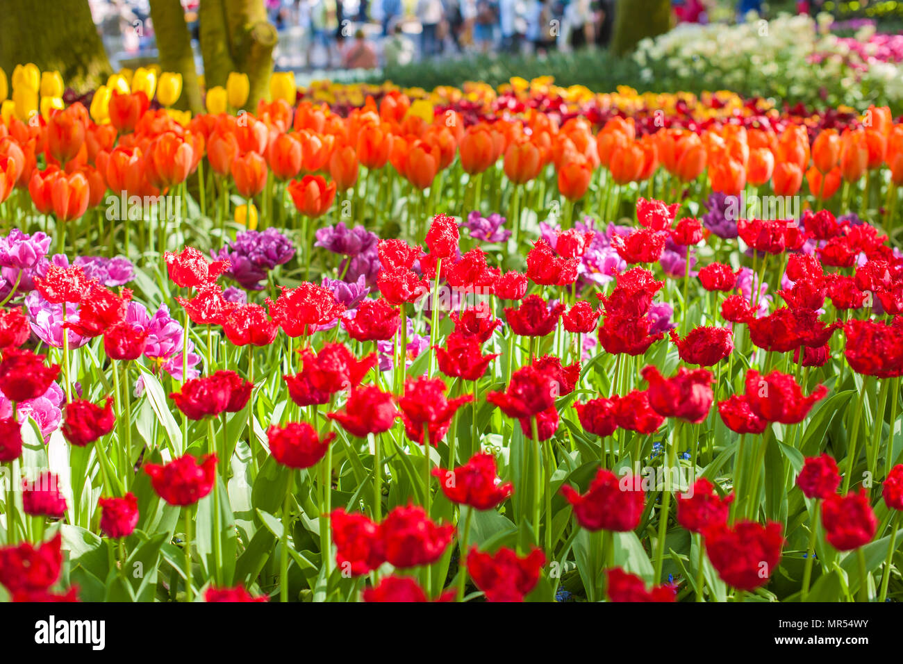 Spring landscape with multicolor tulips. Nature background Stock Photo ...