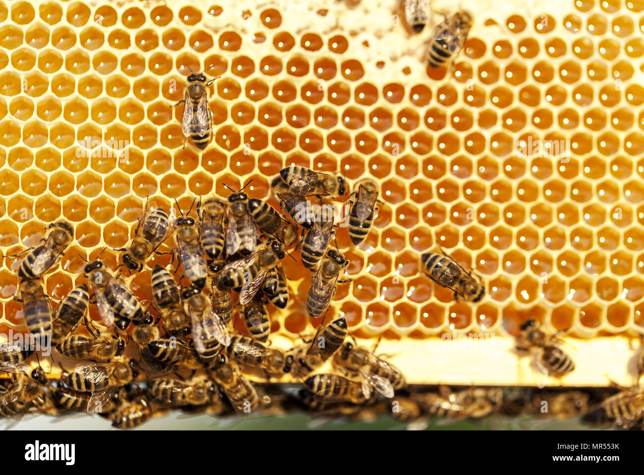 Beekeep hi-res stock photography and images - Alamy