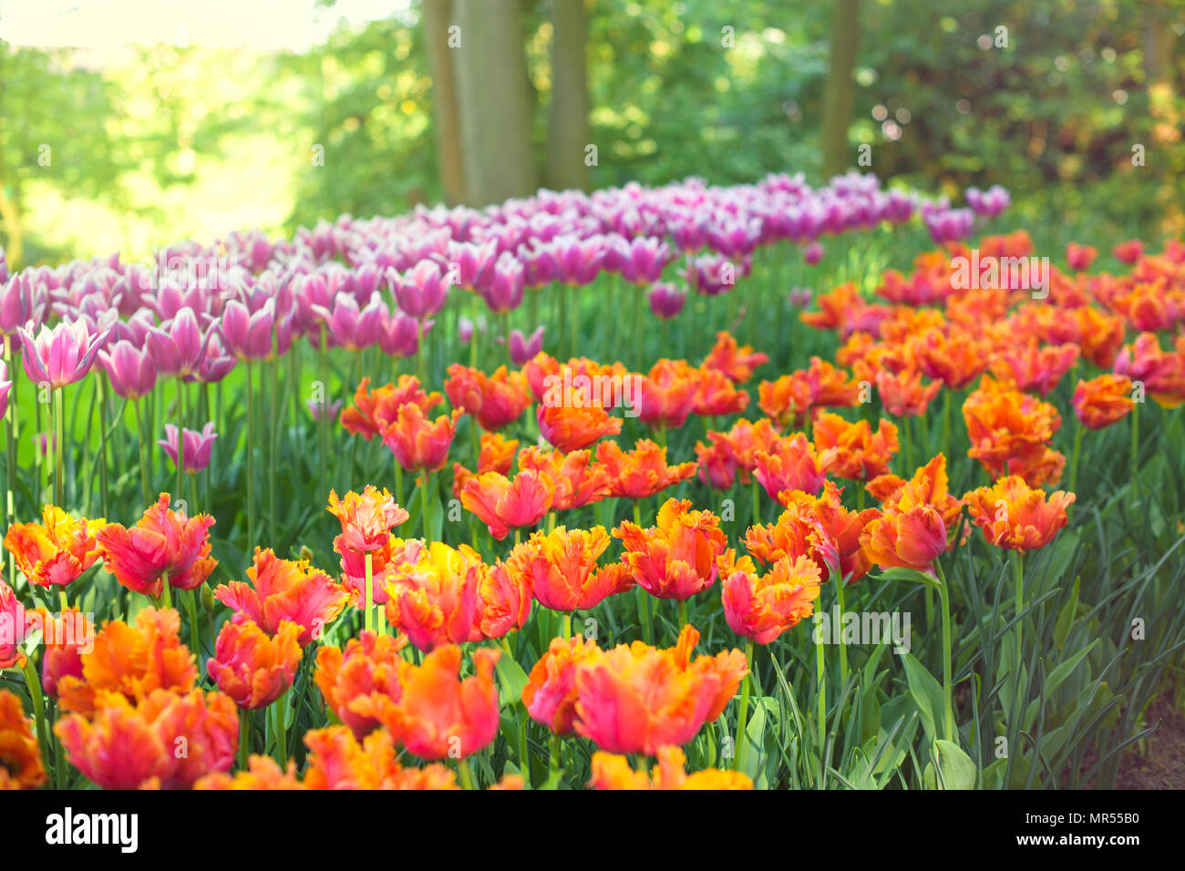 Spring landscape with multicolor tulips. Nature background Stock Photo ...