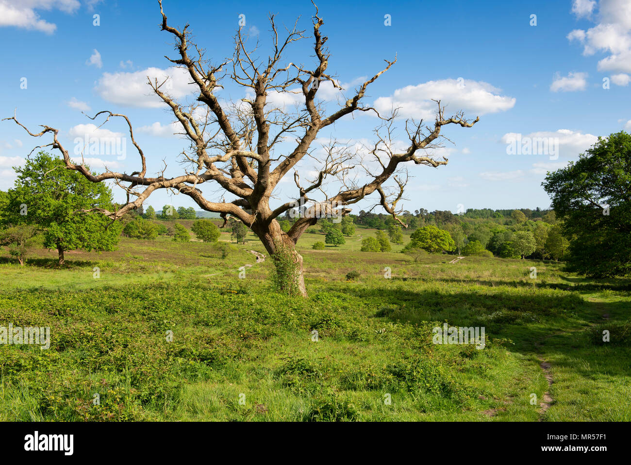 A dead tree on a late spring afternoon at Lords Piece near Fittleworth ...