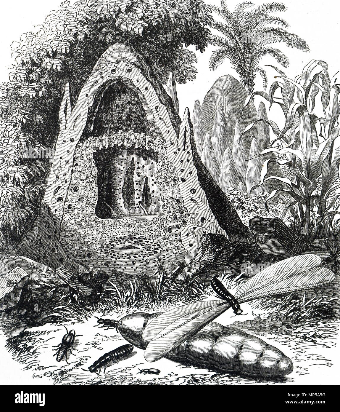 Termite Soldier Stock Photos & Termite Soldier Stock Images - Alamy