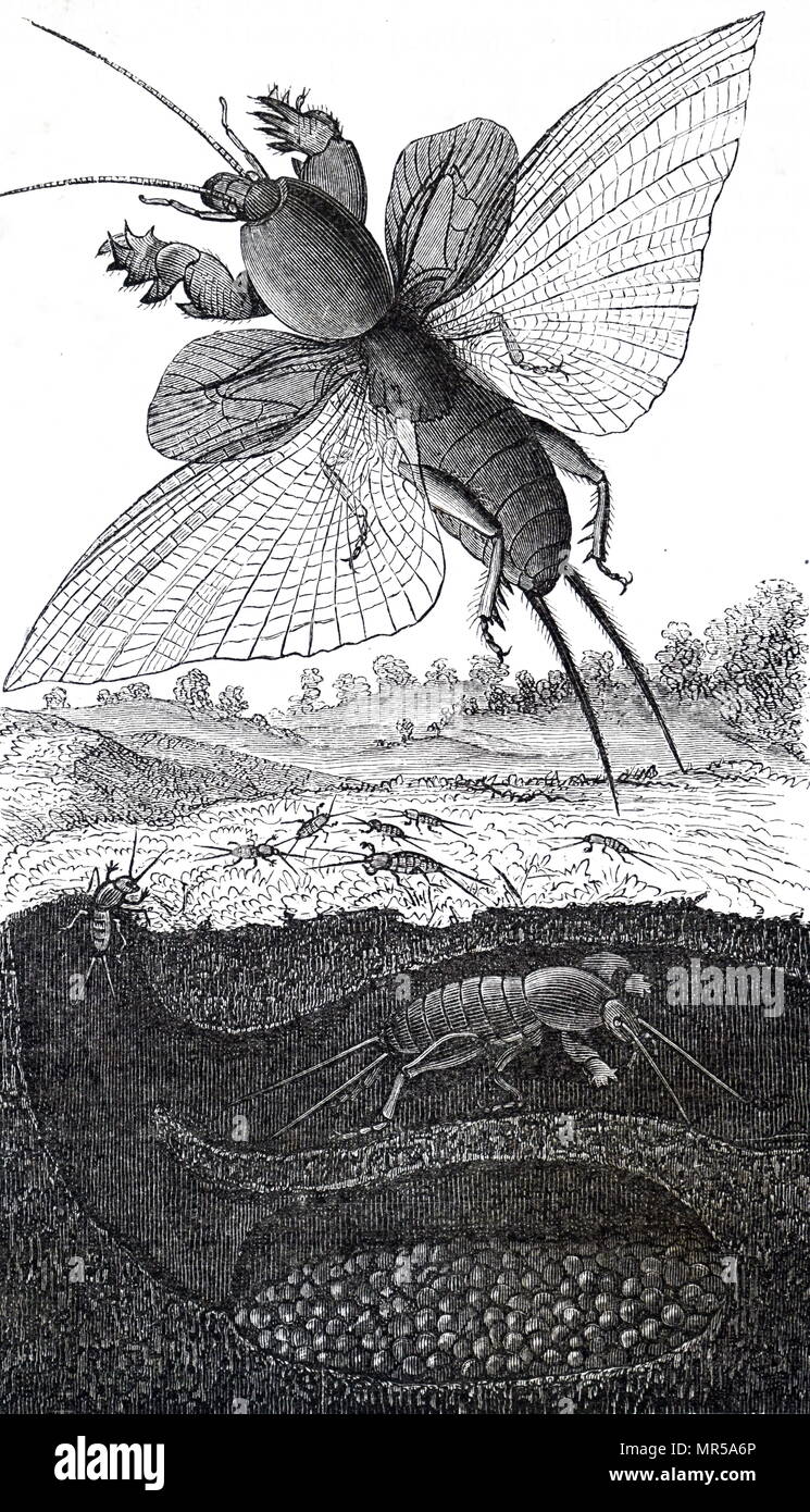 Engraving depicting a Mole Cricket. Mole crickets are cylindrical ...