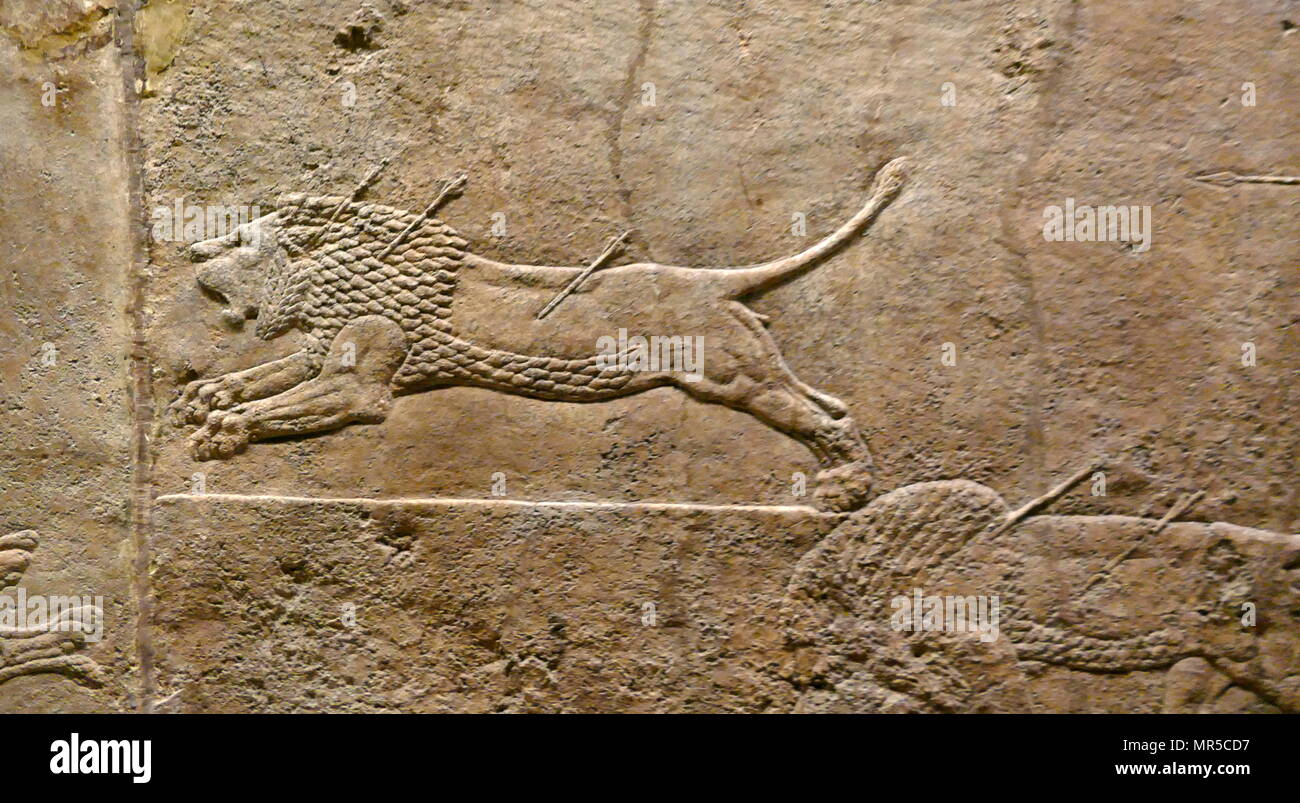 Assyrian wall relief depicting the royal lion hunt. Assyrian, about 645 ...