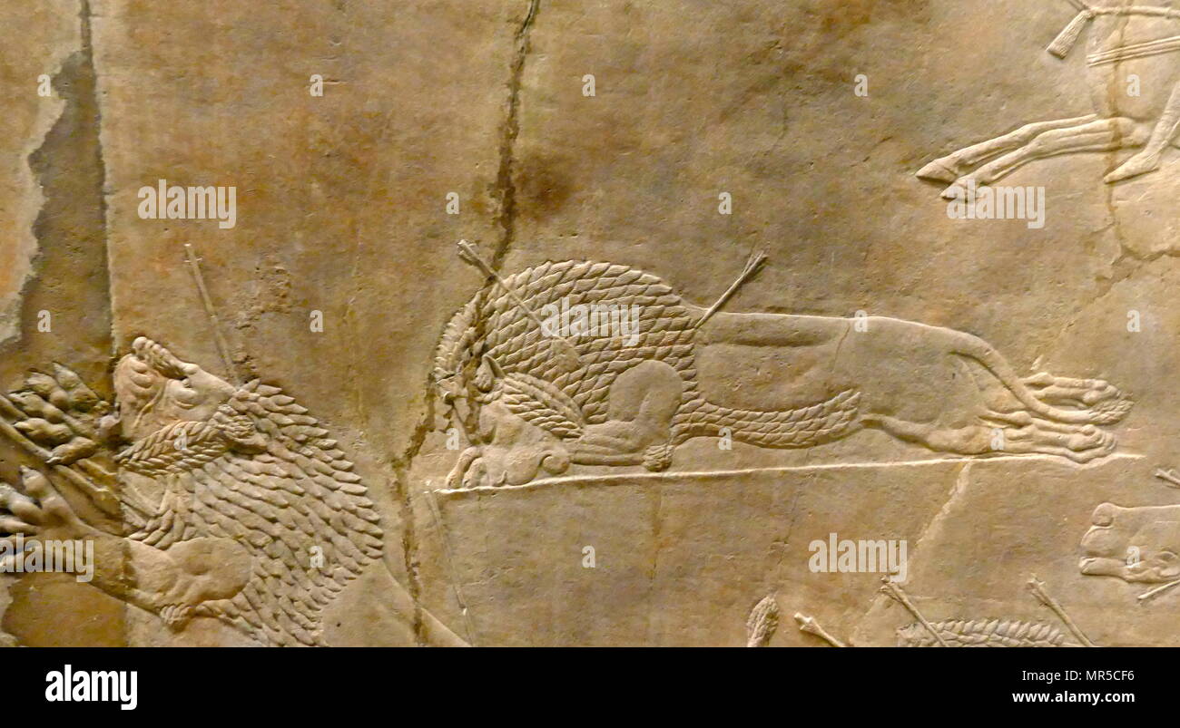 Assyrian wall relief depicting the royal lion hunt. Assyrian, about 645 ...
