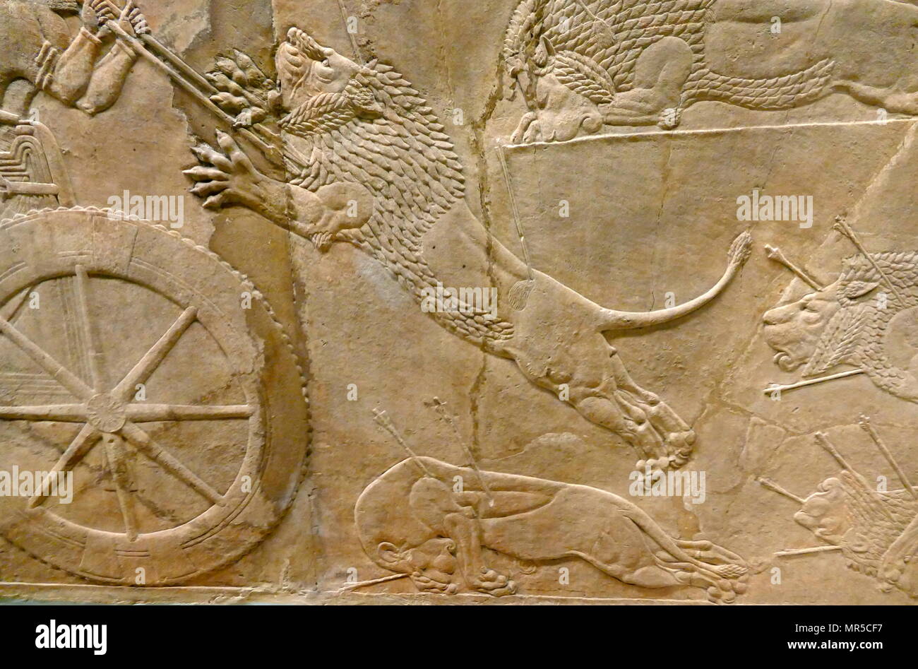 Assyrian relief royal lion hunt hi-res stock photography and images - Alamy