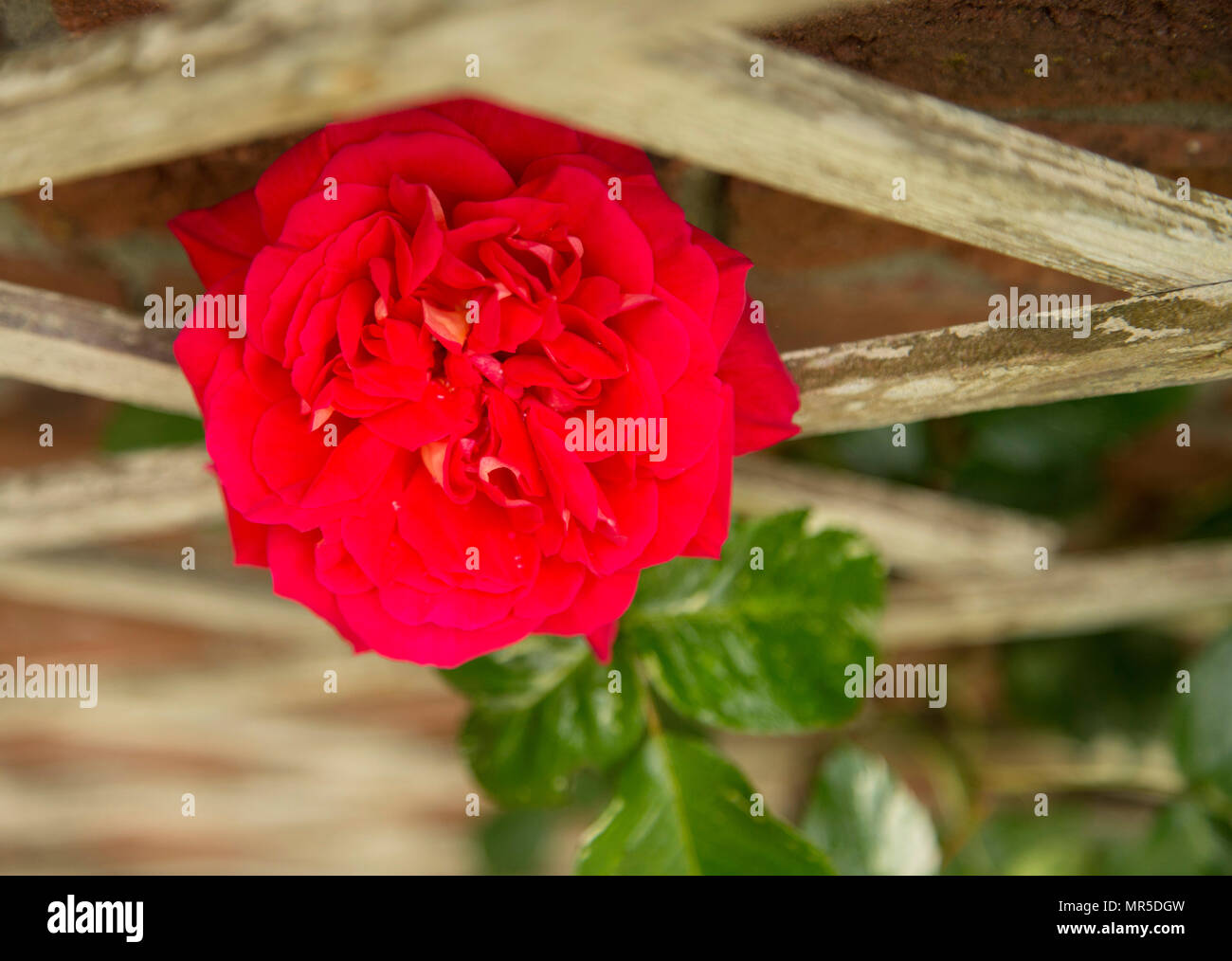 Rose trellis wall hi-res stock photography and images - Alamy