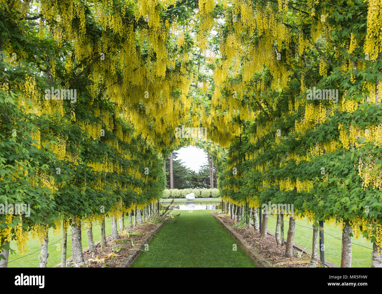 Pergola laburnum hi-res stock photography and images - Alamy