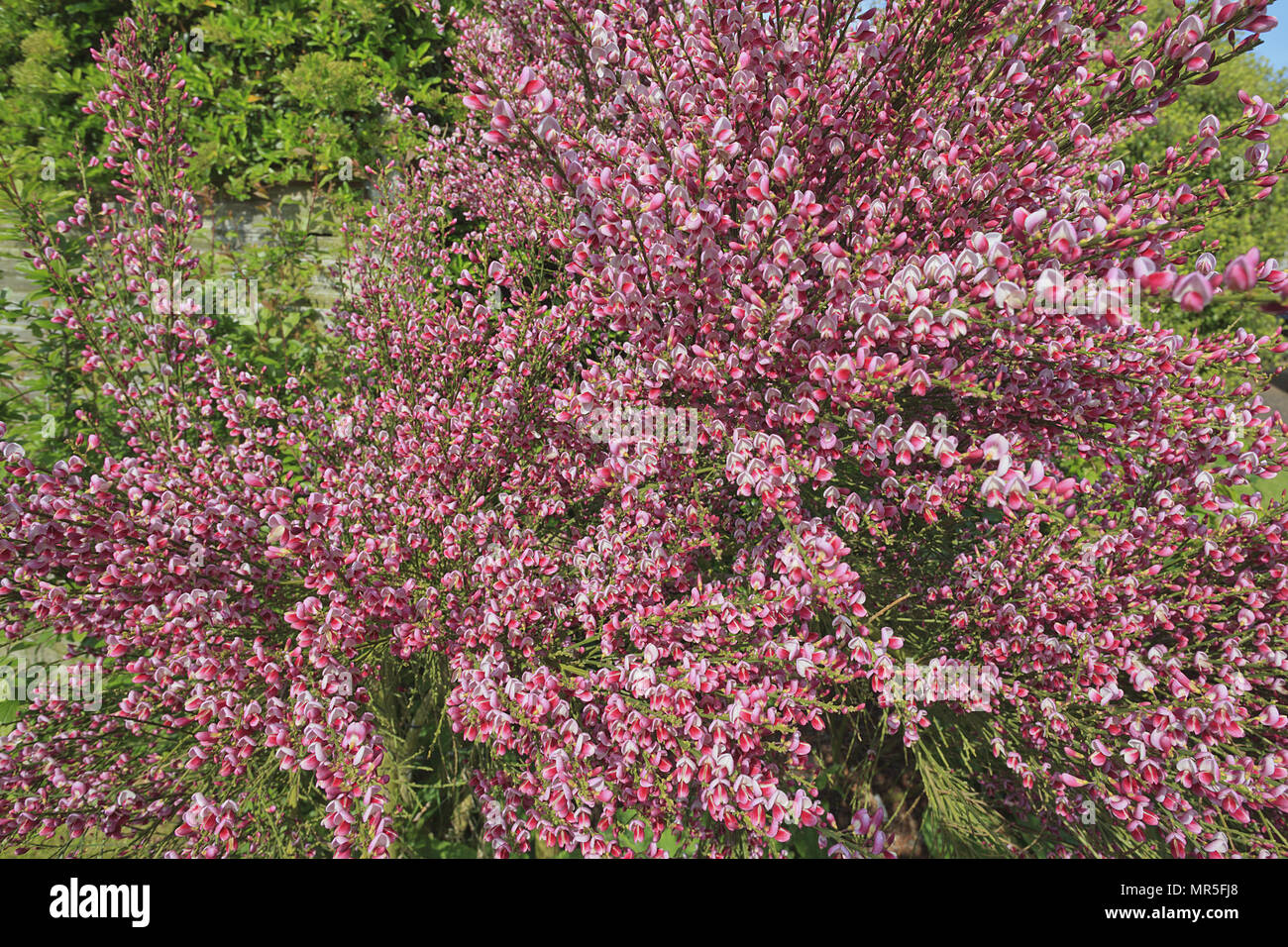 Pink Scotch Broom