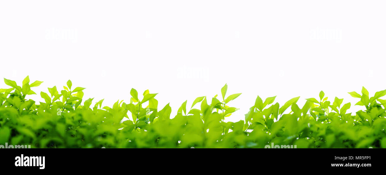 green leaves frame isolated on white background in Panorama style Stock ...